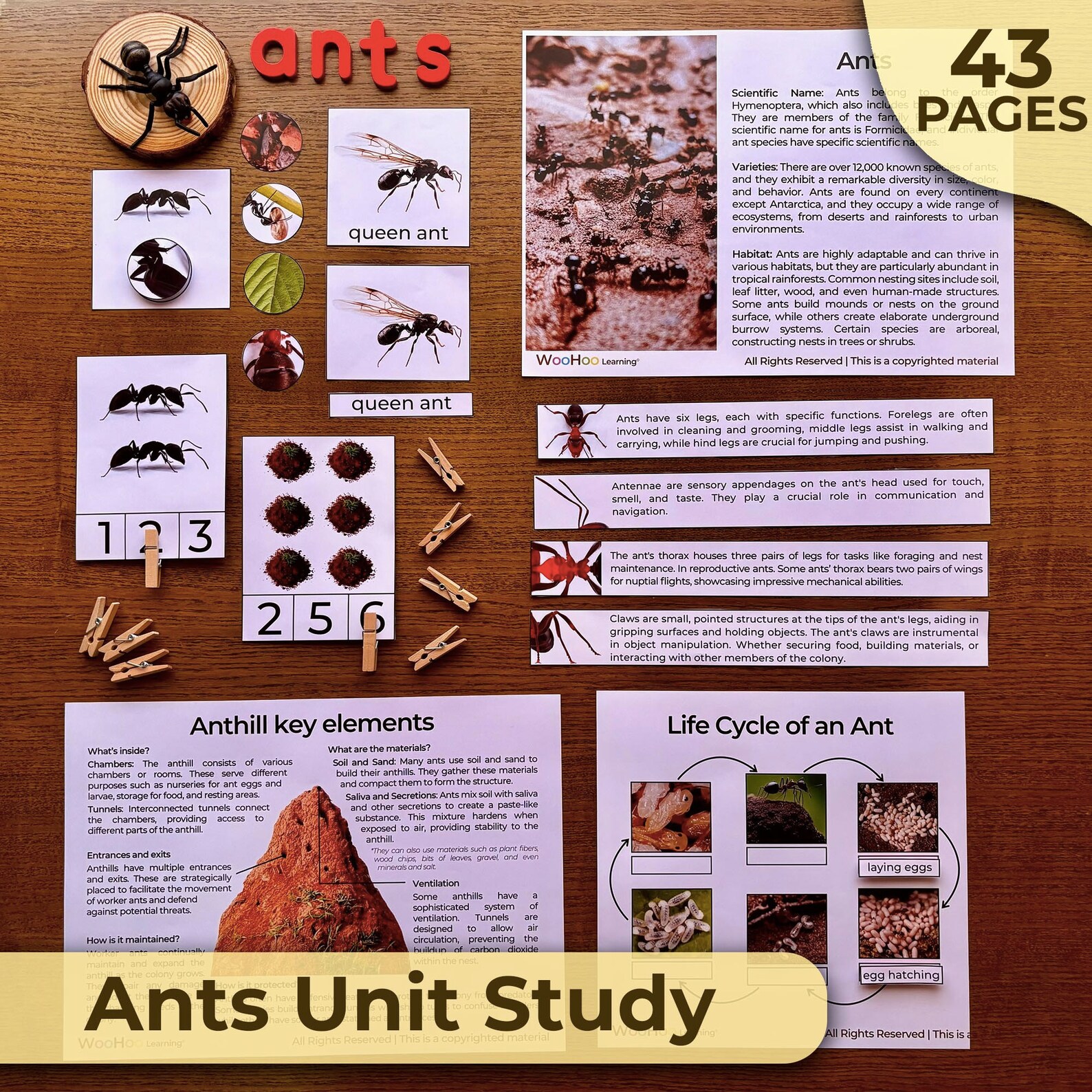 Ants Unit Study Ants Life Cycle Ants Anatomy Ant Unit Study for Kids ...