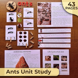 Ants Unit Study Ants Life Cycle Ants Anatomy Ant Unit Study for Kids ...