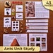Ants Unit Study Ants Life Cycle Ants Anatomy Ant Unit Study for Kids ...
