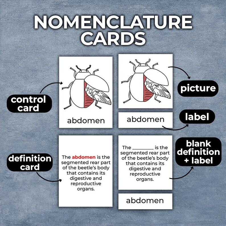 Beetle Anatomy Parts of a Beetle Labeled Beetle Insect Parts Montessori ...