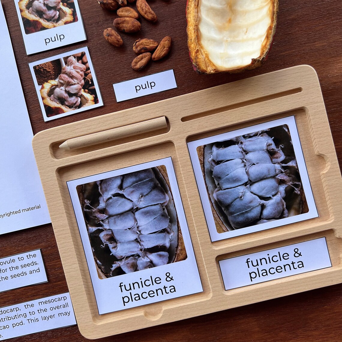 Cacao Pod Anatomy Chocolate Fruit Anatomy Chocolate Bean Parts Cacao ...