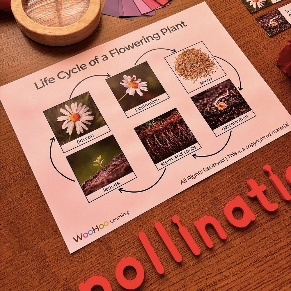 Flowering Plant Life Cycle Unit Study Flowering Plant Stages Life Cycle ...