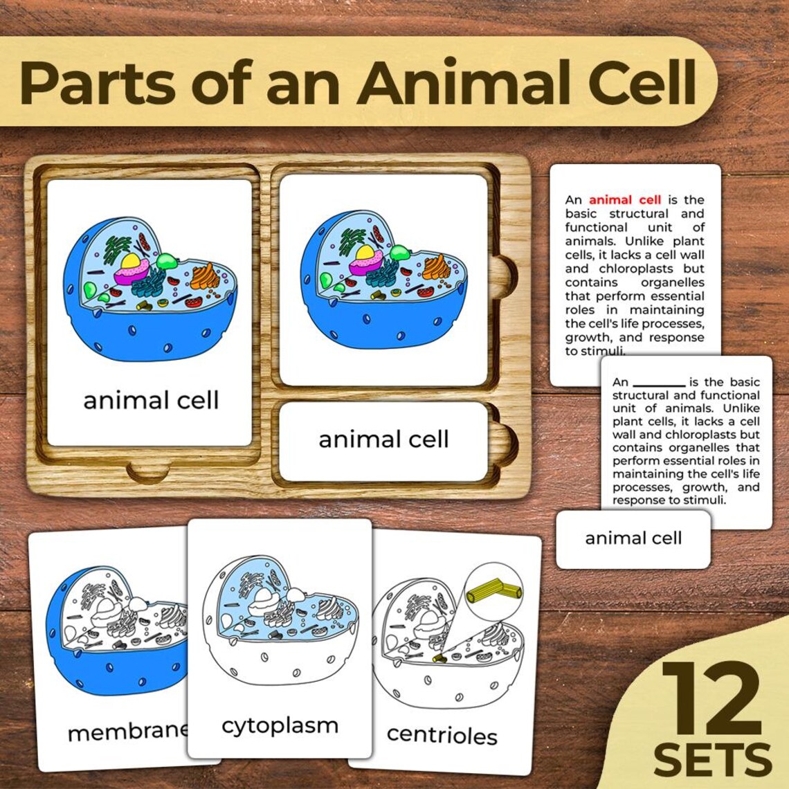 Parts of an Animal Cell Nomenclature Cards Animal Cell Diagram Animal ...