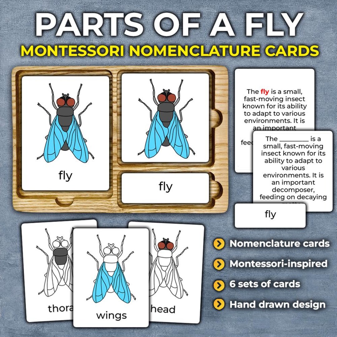 Fly Insect Nomenclature Parts of a Fly Anatomy Parts of a Fly ...