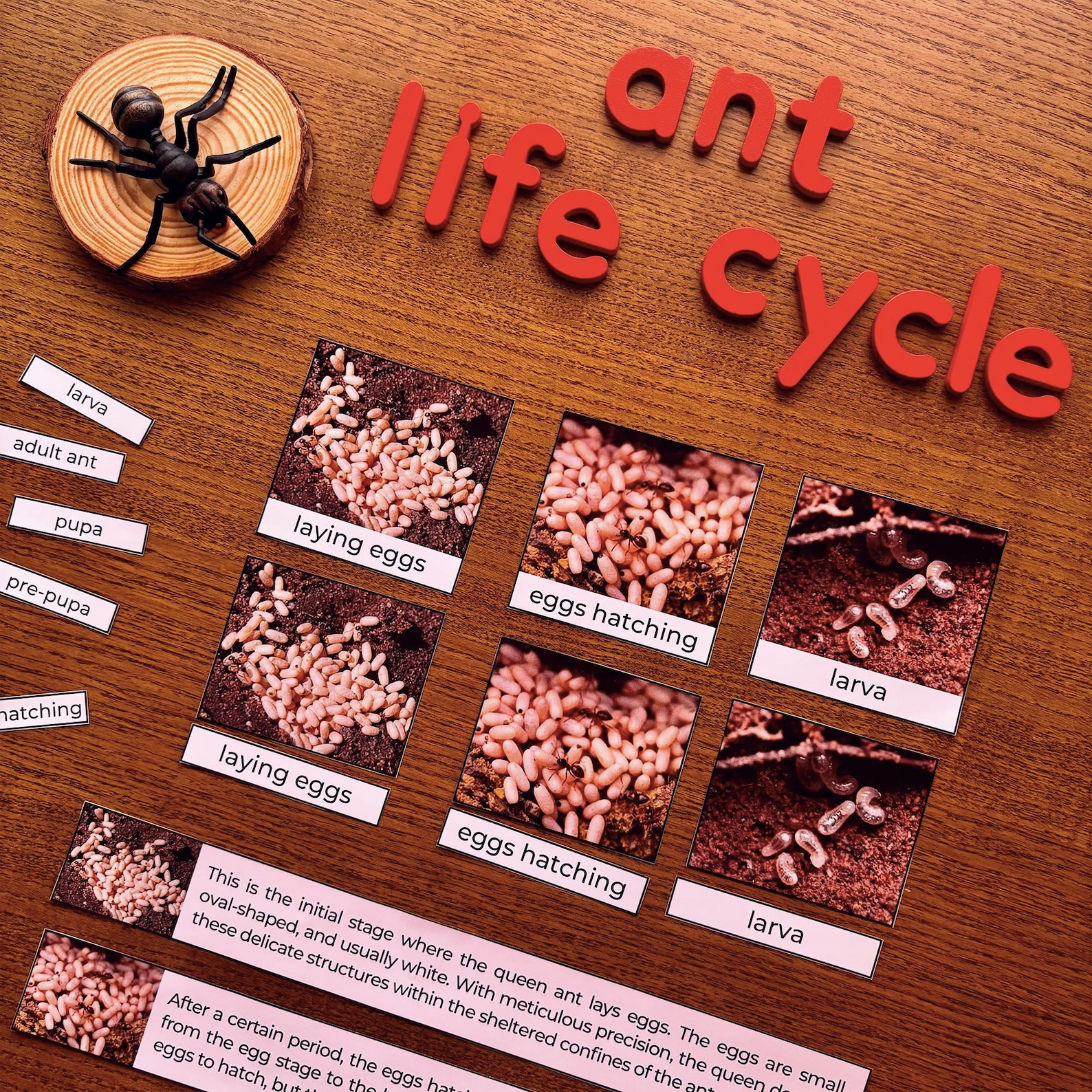 Ants Unit Study Ants Life Cycle Ants Anatomy Ant Unit Study for Kids ...