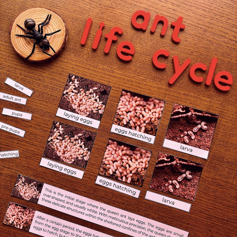 Ants Unit Study Ants Life Cycle Ants Anatomy Ant Unit Study for Kids ...