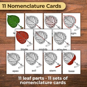 Parts of a Leaf Montessori Botany Nomenclature Cards Leaf Labeled ...