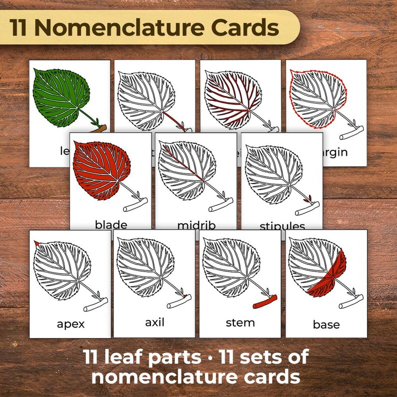 Parts of a Leaf Montessori Botany Nomenclature Cards Leaf Labeled ...