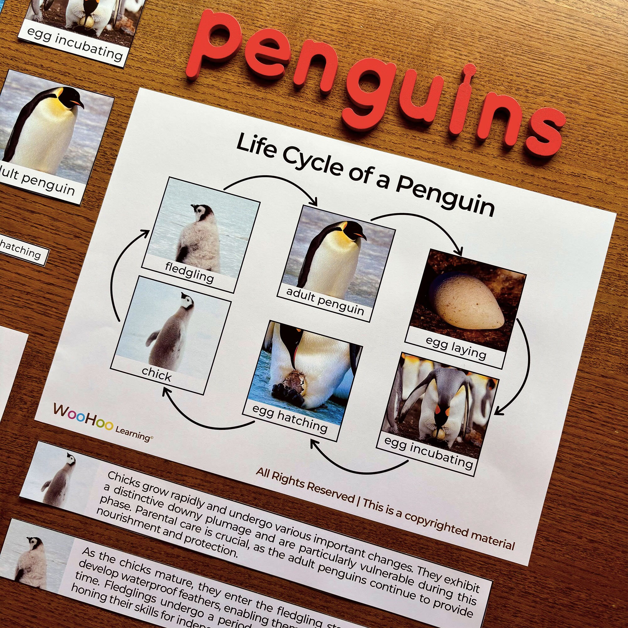 Penguins Life Cycle of a Penguin Life Cycle Unit Study Life Cycle of a ...