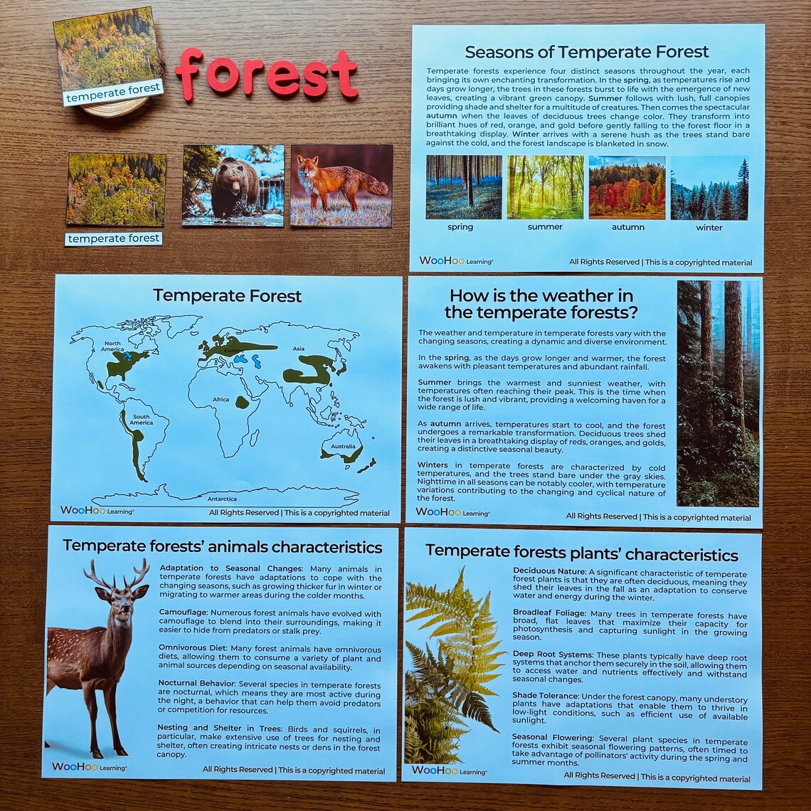 Temperate Forest Habitat Unit Study Temperate Forest Biome All About ...