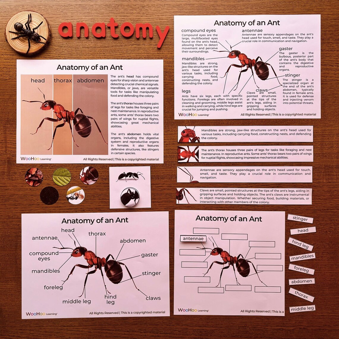 Ants Unit Study Ants Life Cycle Ants Anatomy Ant Unit Study for Kids ...