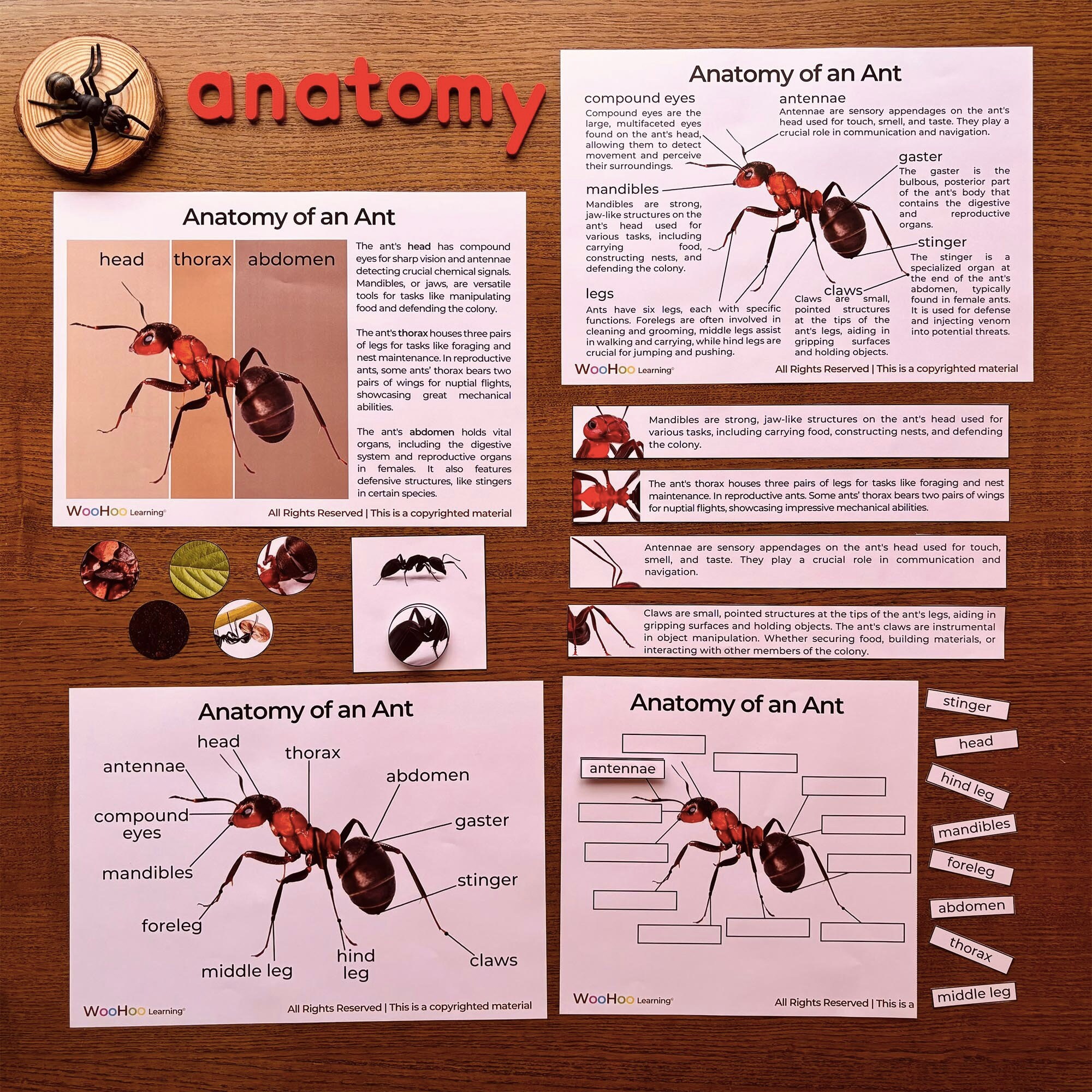 Ants Unit Study Ants Life Cycle Ants Anatomy Ant Unit Study for Kids ...