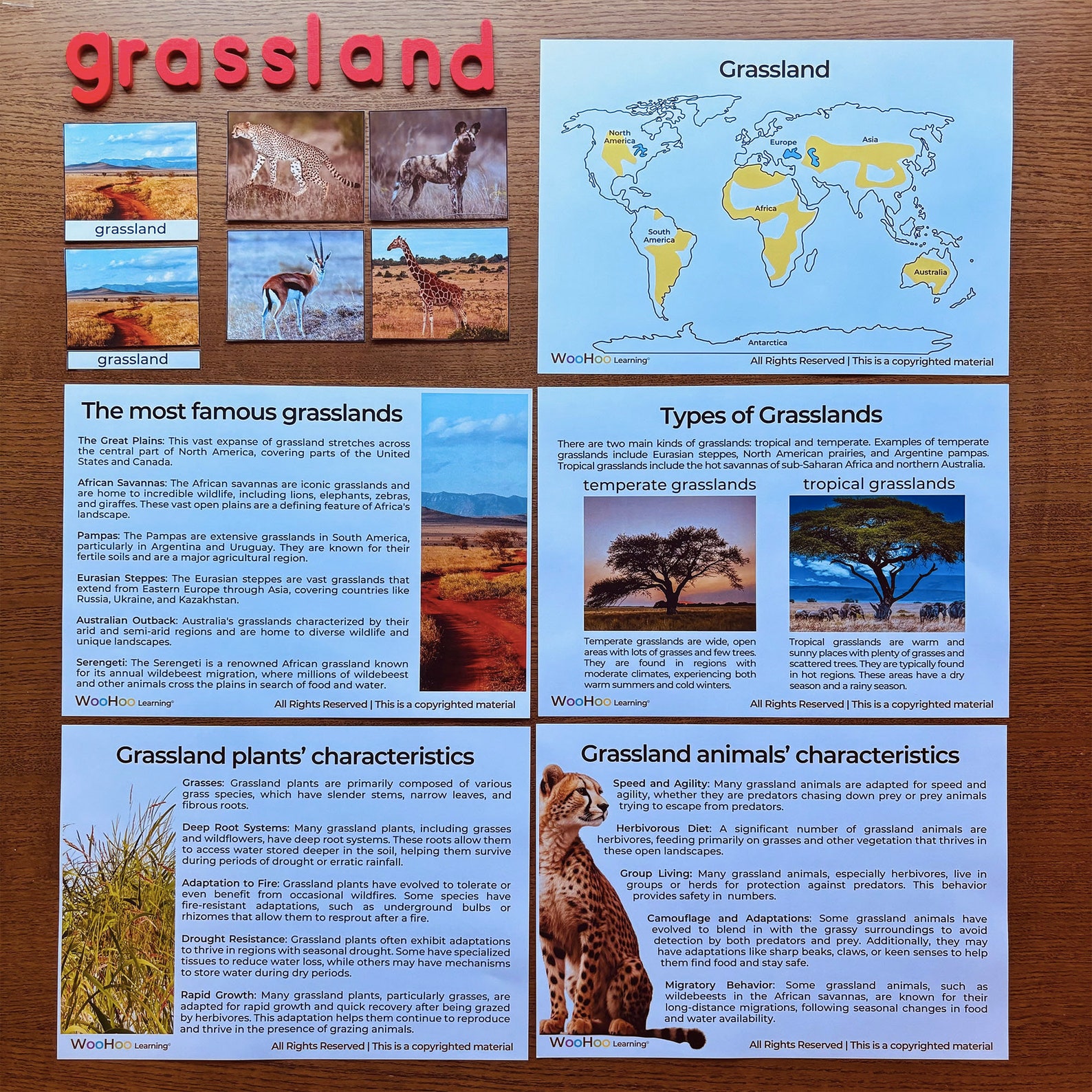 Grassland Habitat Unit Study Grassland Biome Grassland Animals ...