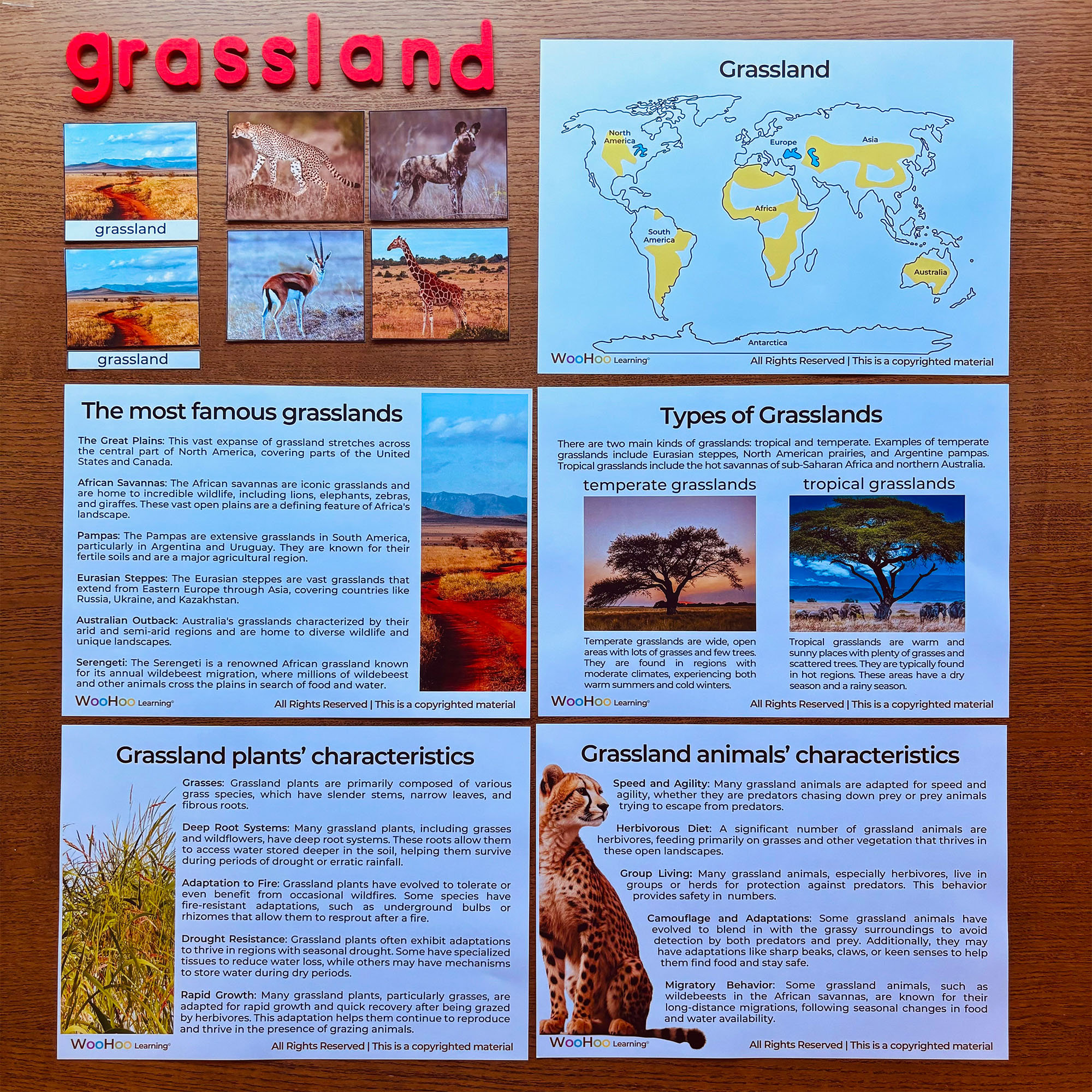 Grassland Habitat Unit Study Grassland Biome Grassland Animals ...