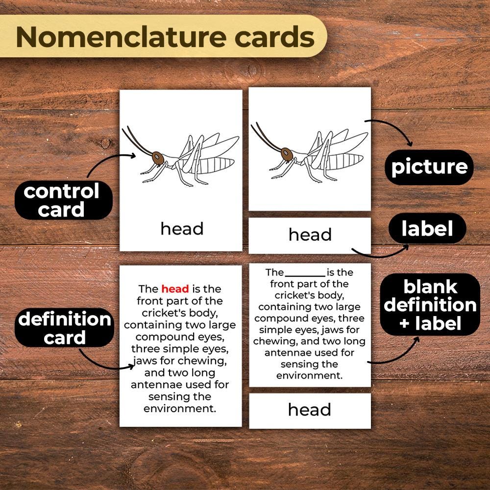 Parts of a Cricket Insect Anatomy Parts of a Cricket Body Parts ...