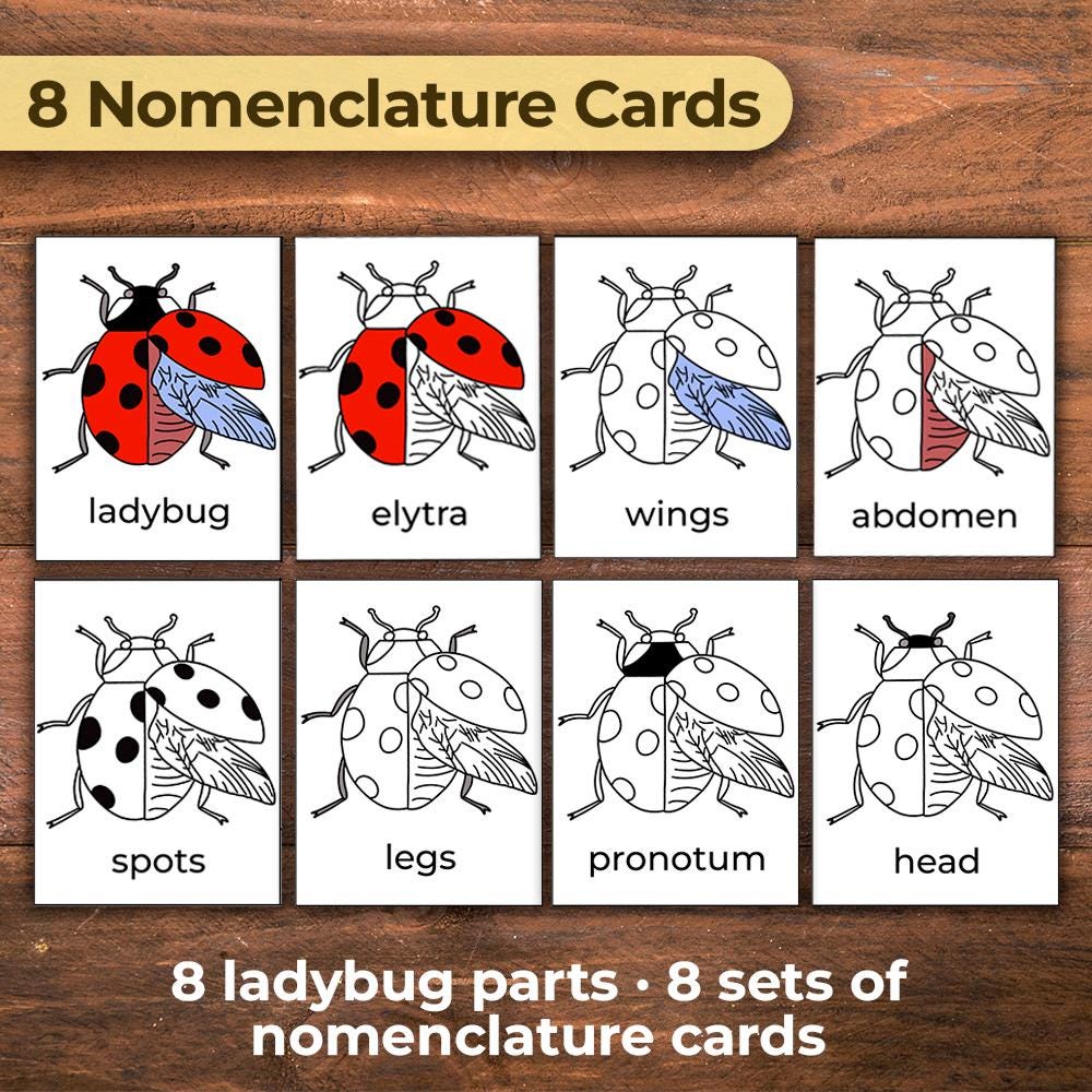 Parts of a Ladybug the Body Parts of a Ladybug Anatomy Parts Ladybug ...