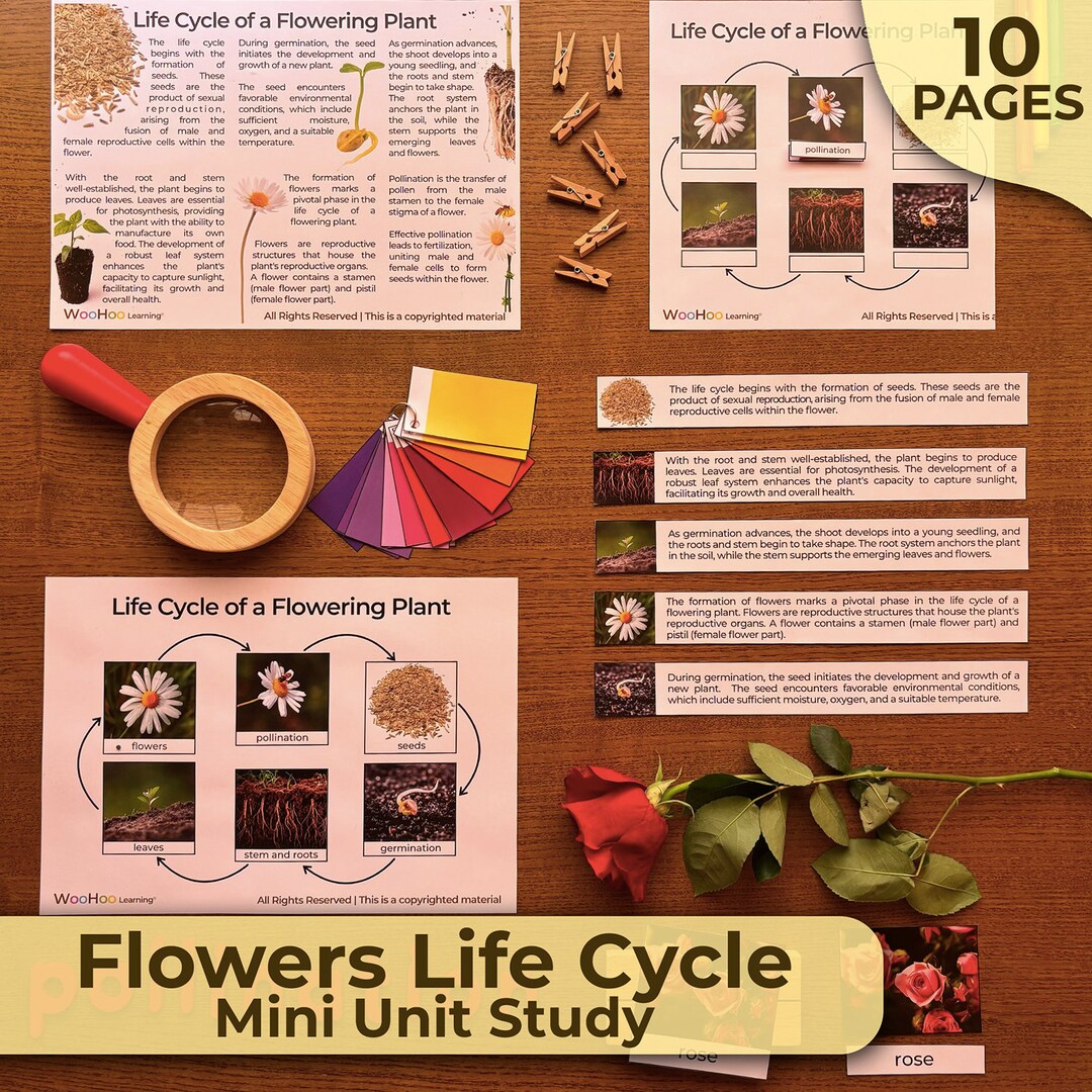 Flowering Plant Life Cycle Unit Study Flowering Plant Stages Life Cycle ...
