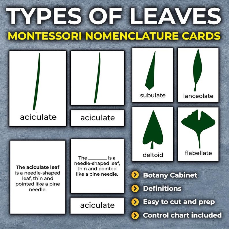 Leaf Shapes 3-part Cards | Type of Leaf Flashcards | Montessori Botany ...