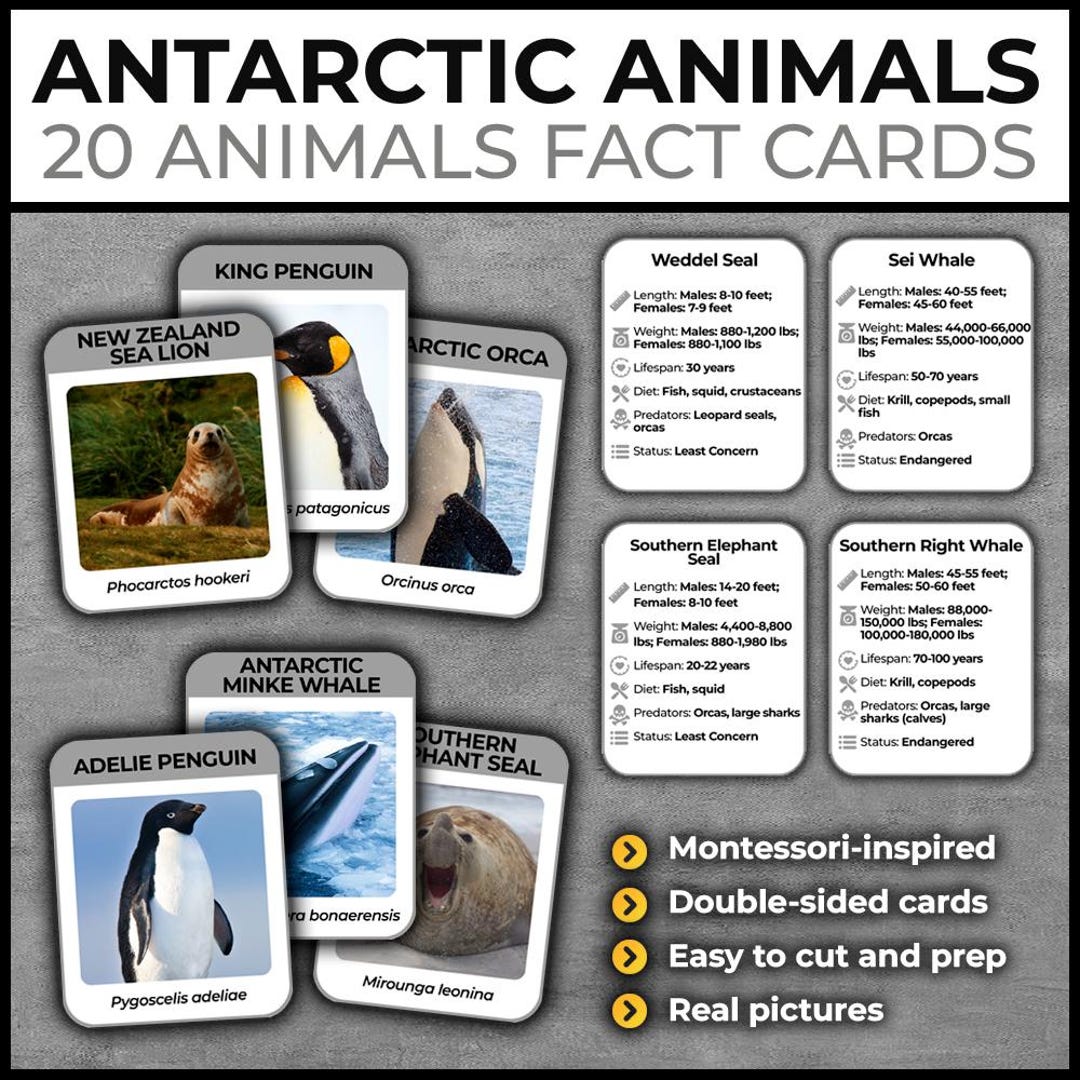 Antarctic Animals Fact Cards | Animals of the Antarctic Habitat ...