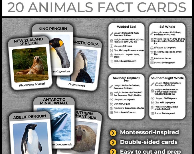 Antarctica Animals Map Matching Activity. Montessori Winter Preschool ...