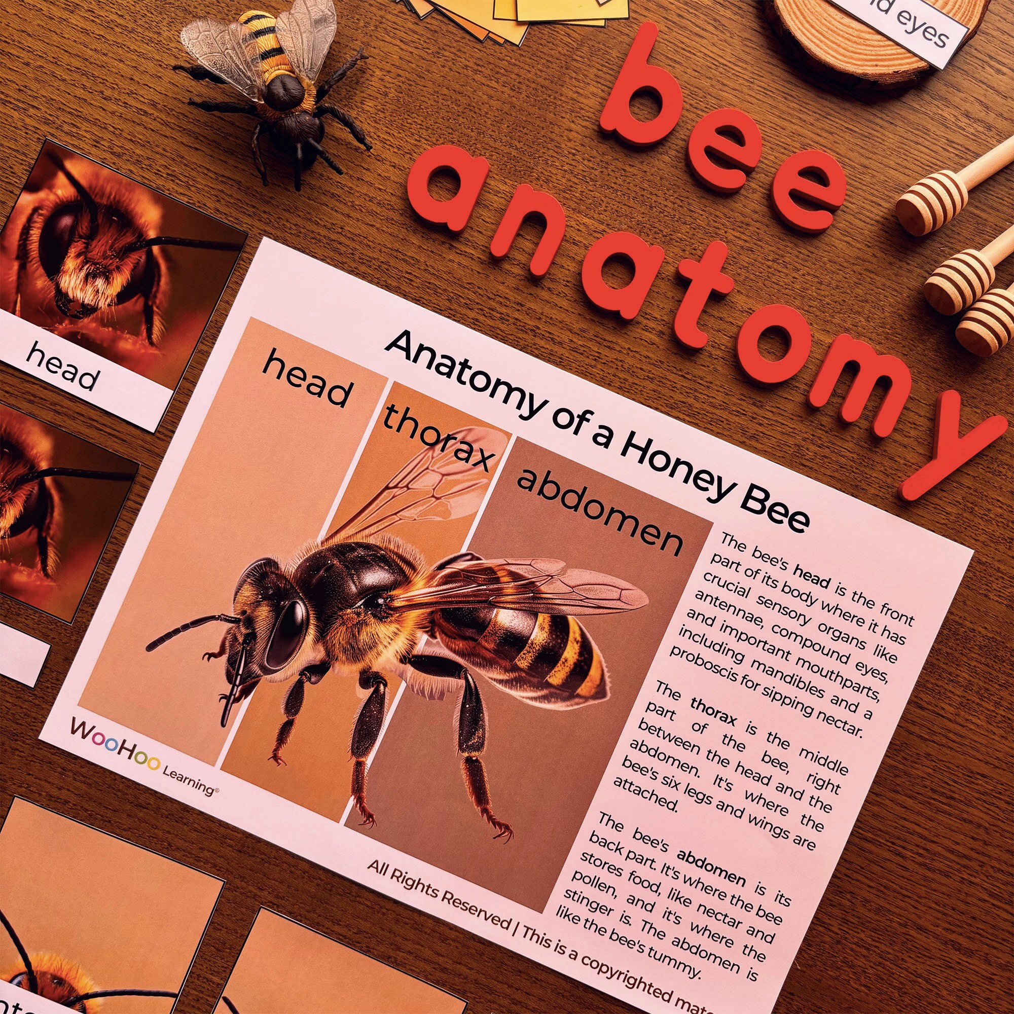 Honey Bee Unit Study Honey Bee Anatomy Honey Bee Life Cycle Honey Bee ...