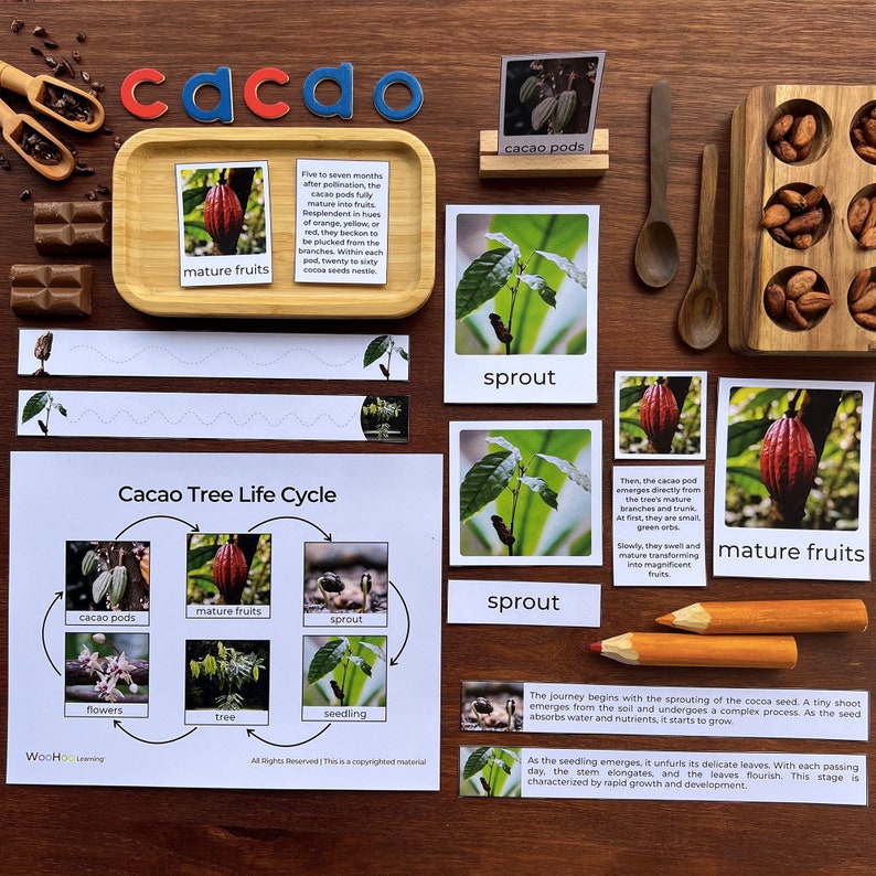 Cacao Tree Life Cycle Cacao Plant Life Cycle Cacao Life Cycle Printable ...