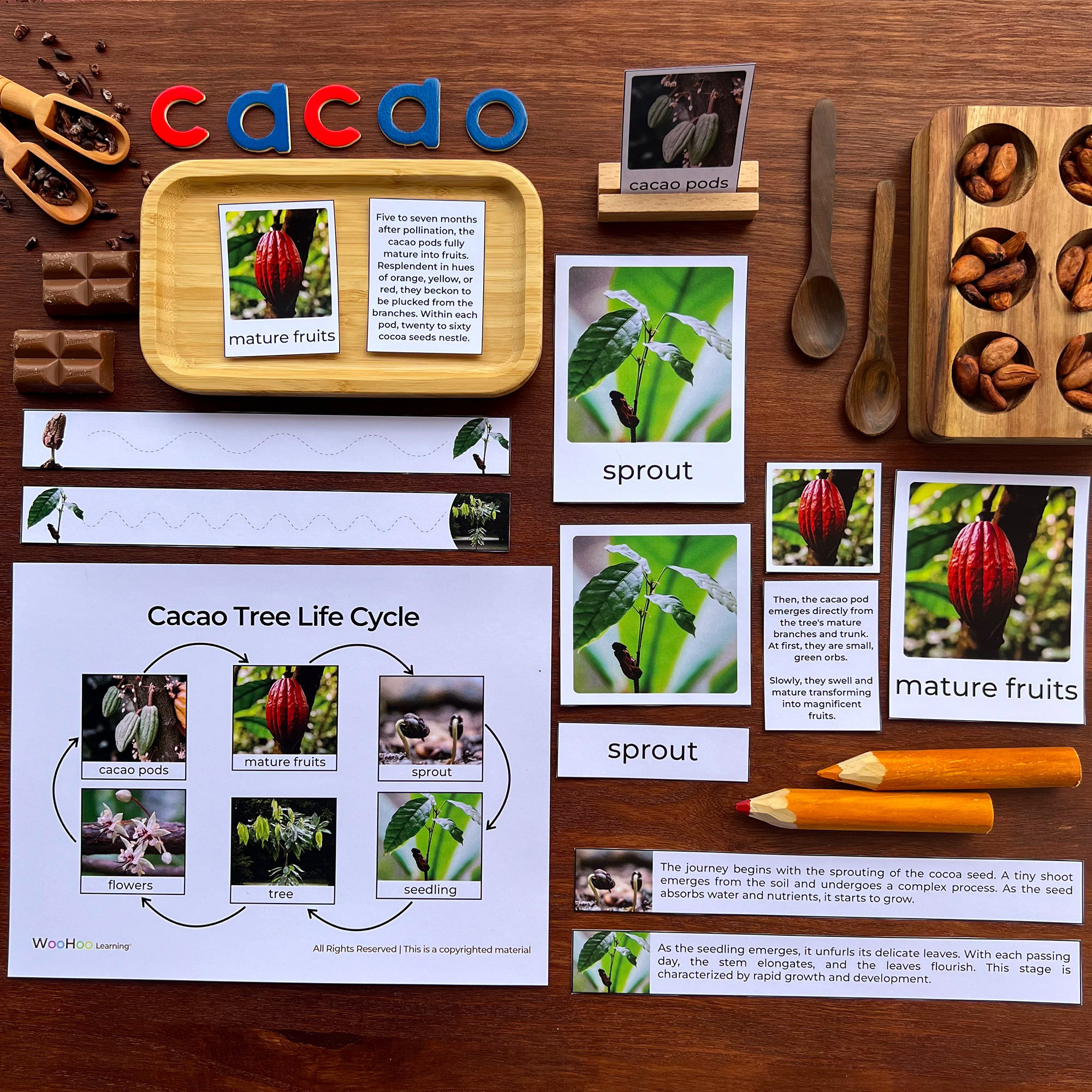 Cacao Tree Life Cycle Cacao Plant Life Cycle Cacao Life Cycle Printable ...