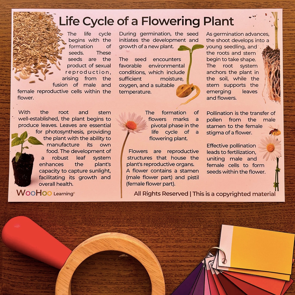 Flowering Plant Life Cycle Unit Study Flowering Plant Stages Life Cycle ...