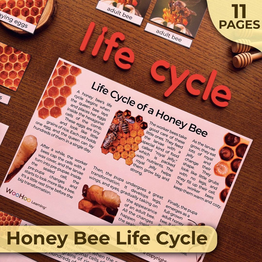 Honey Bee Life Cycle Bee Life Cycle Poster Life Cycle of the Honey Bee ...