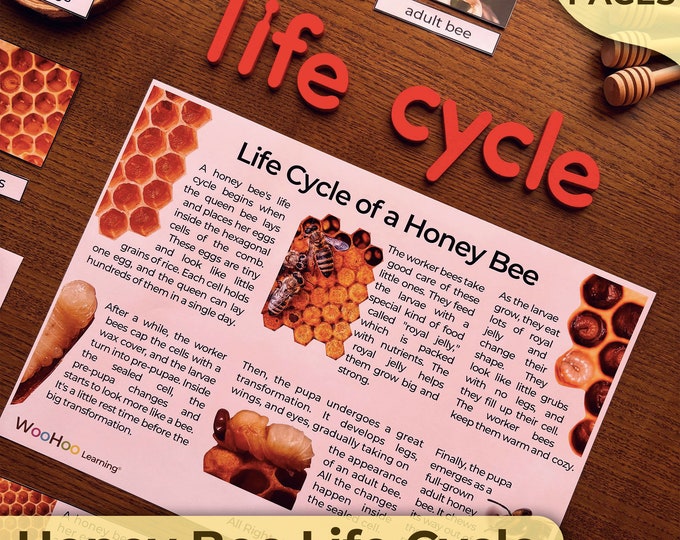 Life Cycle of a Honey Bee Printable, Bee Science Unit Study, Honey Bee ...