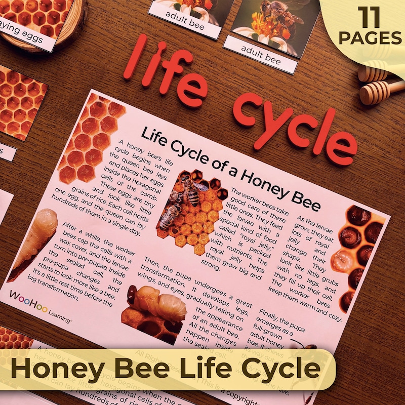 Life Cycle of a Honey Bee - Etsy