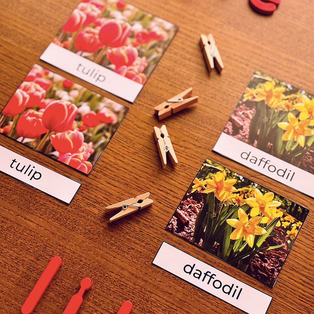 Types of Flowers Unit Study Flower Identification Flowers Montessori ...