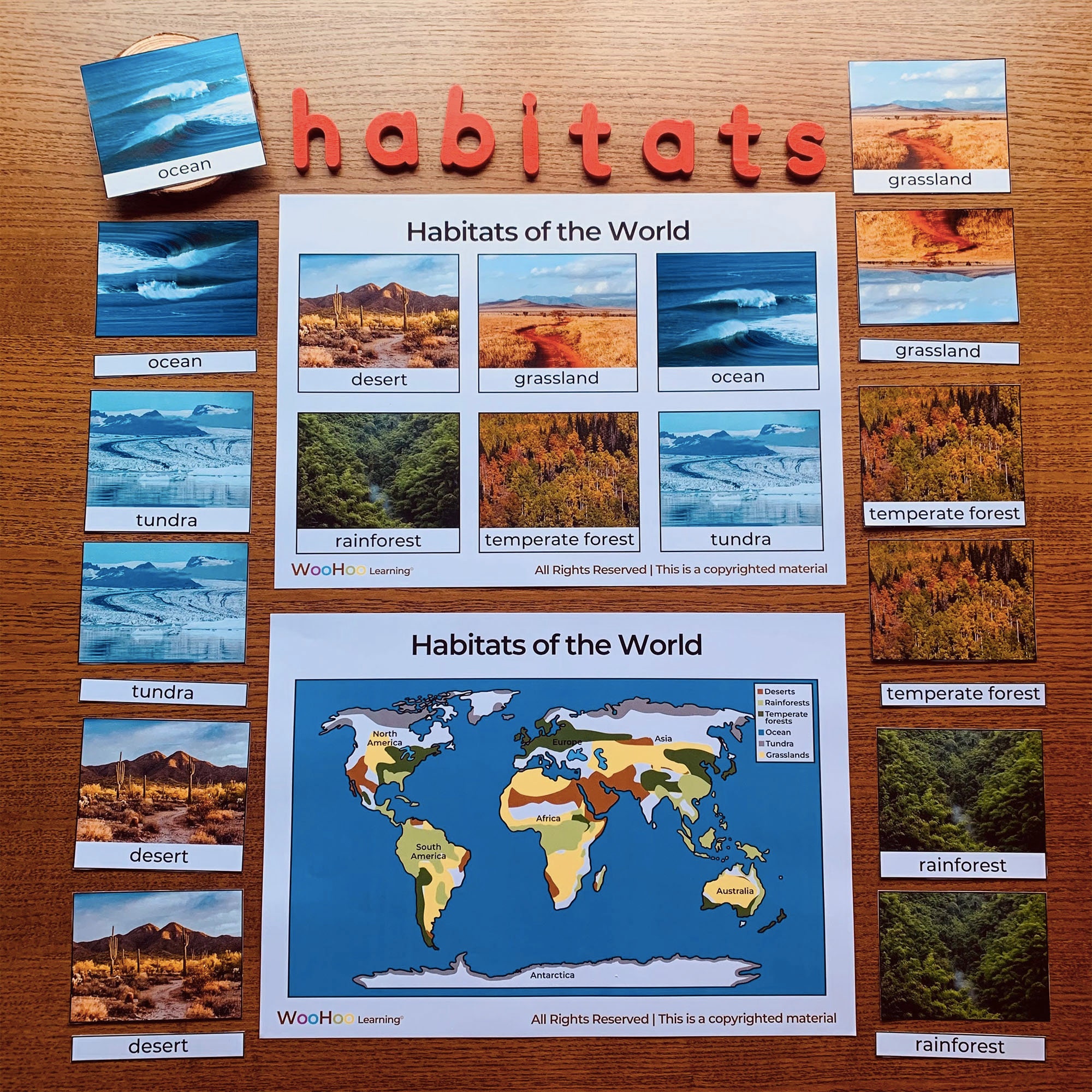 Temperate Forest Habitat Unit Study Temperate Forest Biome All About ...