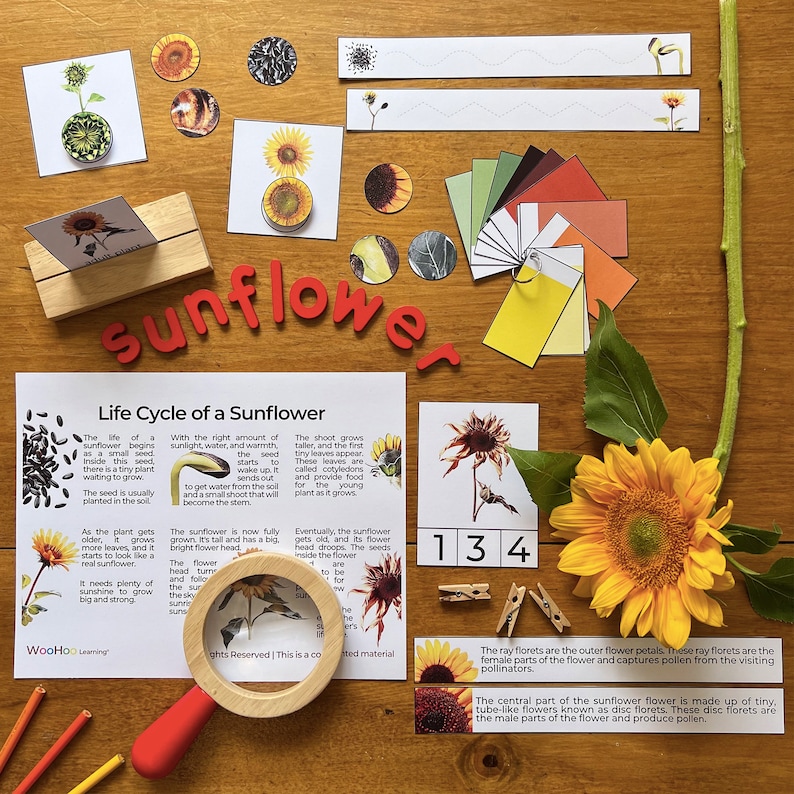 Sunflower Life Cycle Sunflower Unit Study Sunflower Growth Stages ...
