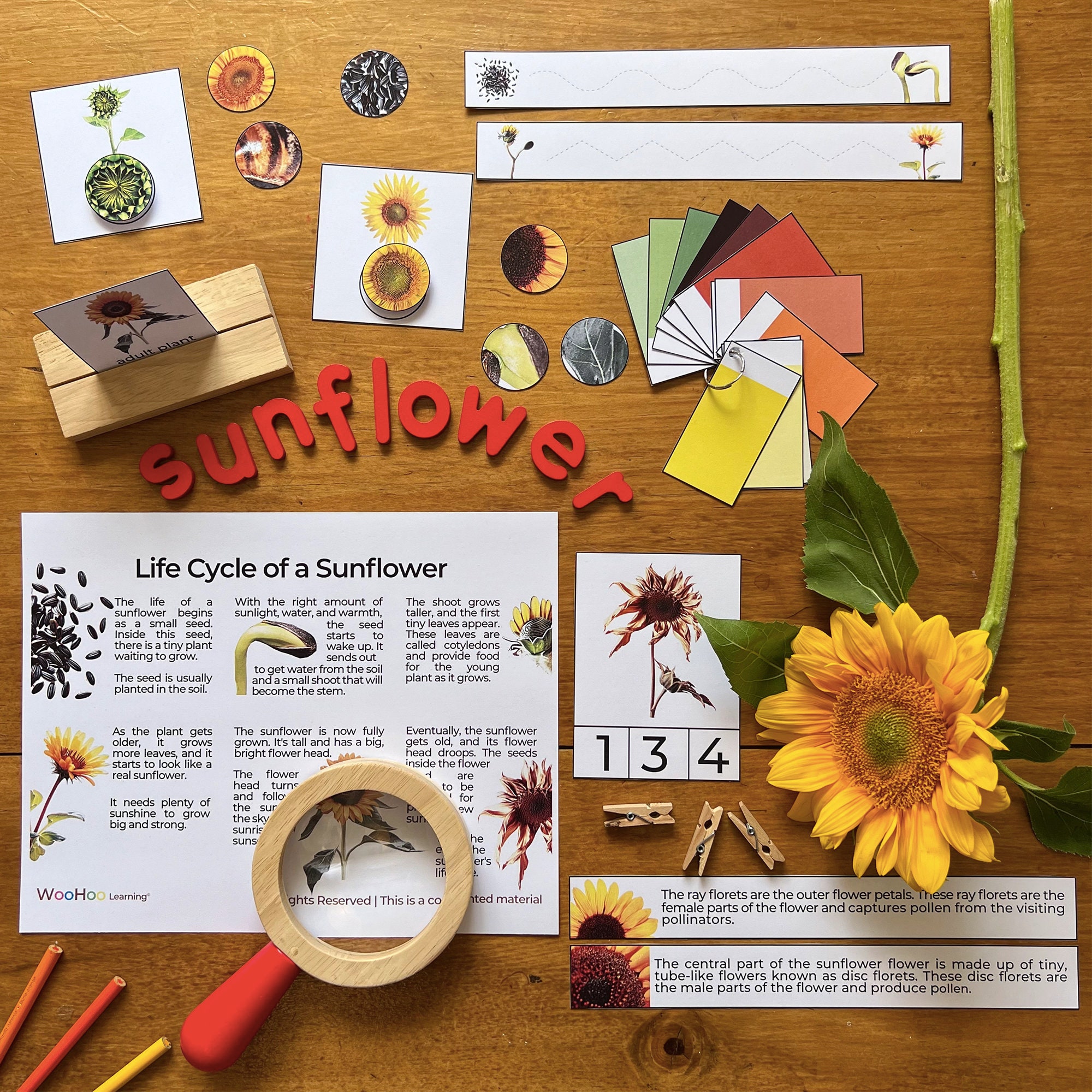 Sunflower Life Cycle Sunflower Unit Study Sunflower Growth Stages ...