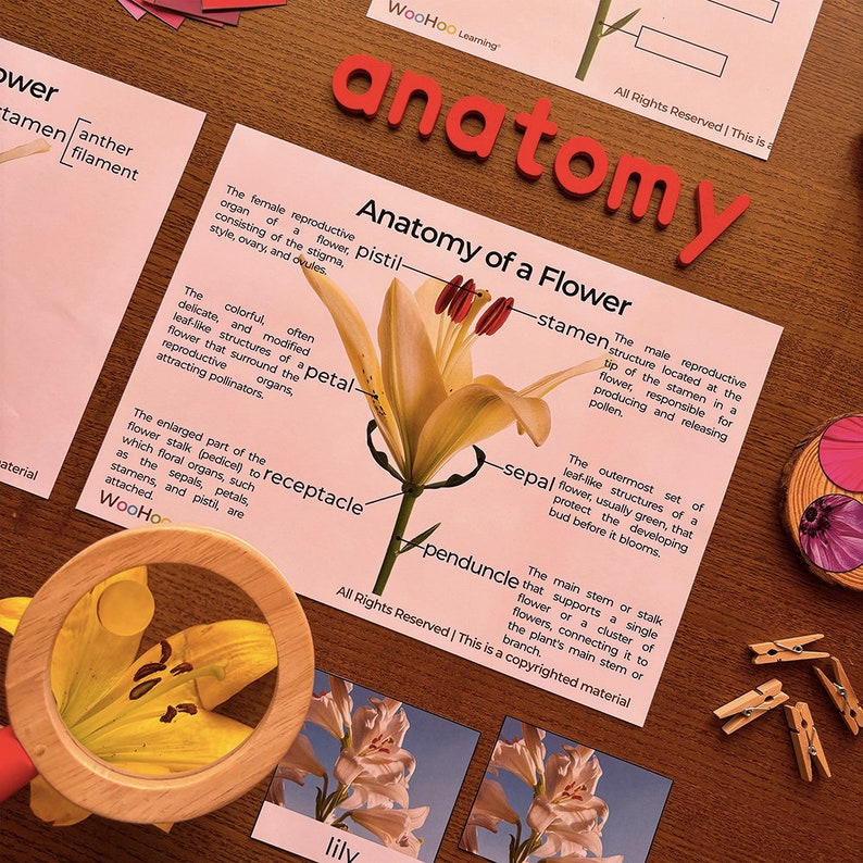 Flowers Anatomy Unit Study Parts of a Flower Structure Flower Parts ...