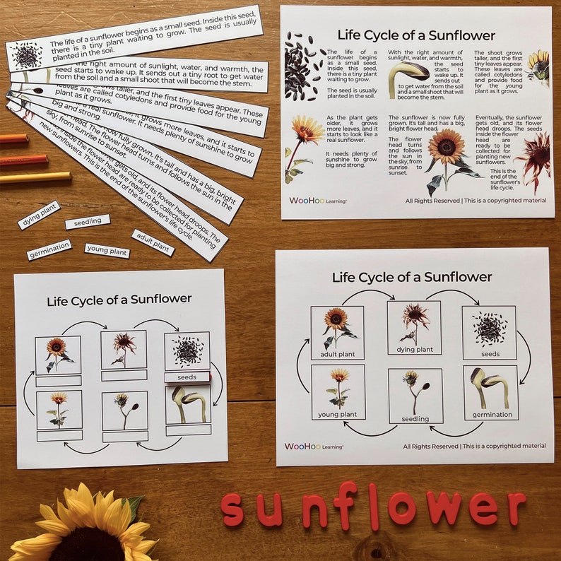 Sunflower Life Cycle Sunflower Anatomy Sunflower Printable Nature Study ...