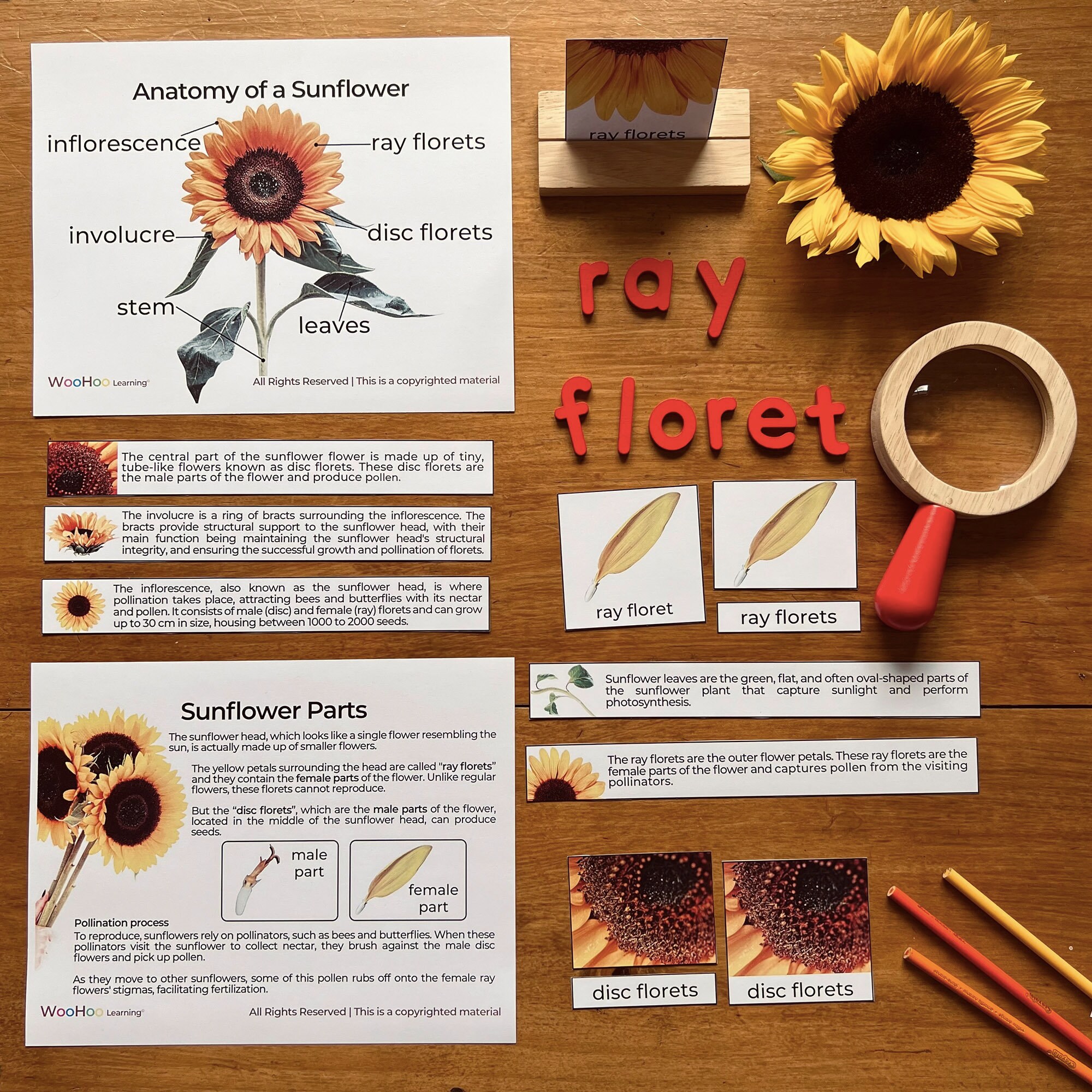 Sunflower Life Cycle Sunflower Anatomy Sunflower Printable Nature Study ...
