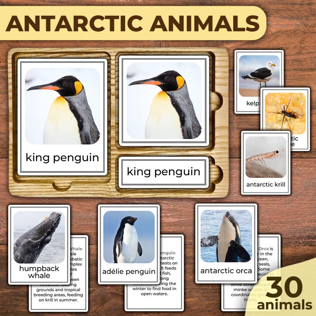 Antarctic Animals Flash Cards Animals of Antarctica Wildlife ...