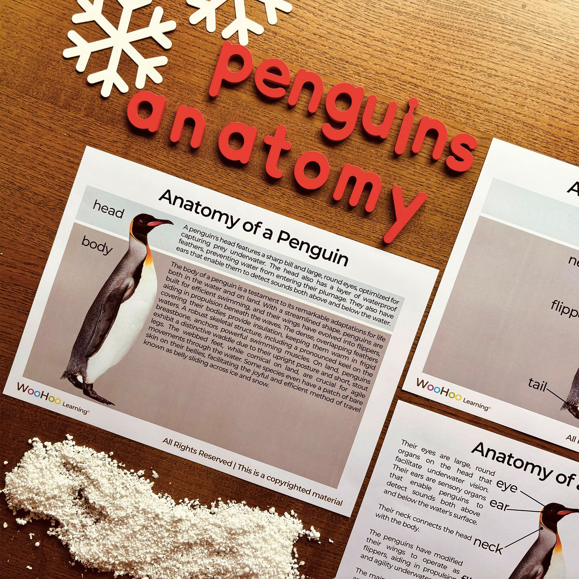 Penguin Anatomy Parts of a Penguin Parts Penguin Anatomy Display Poster ...