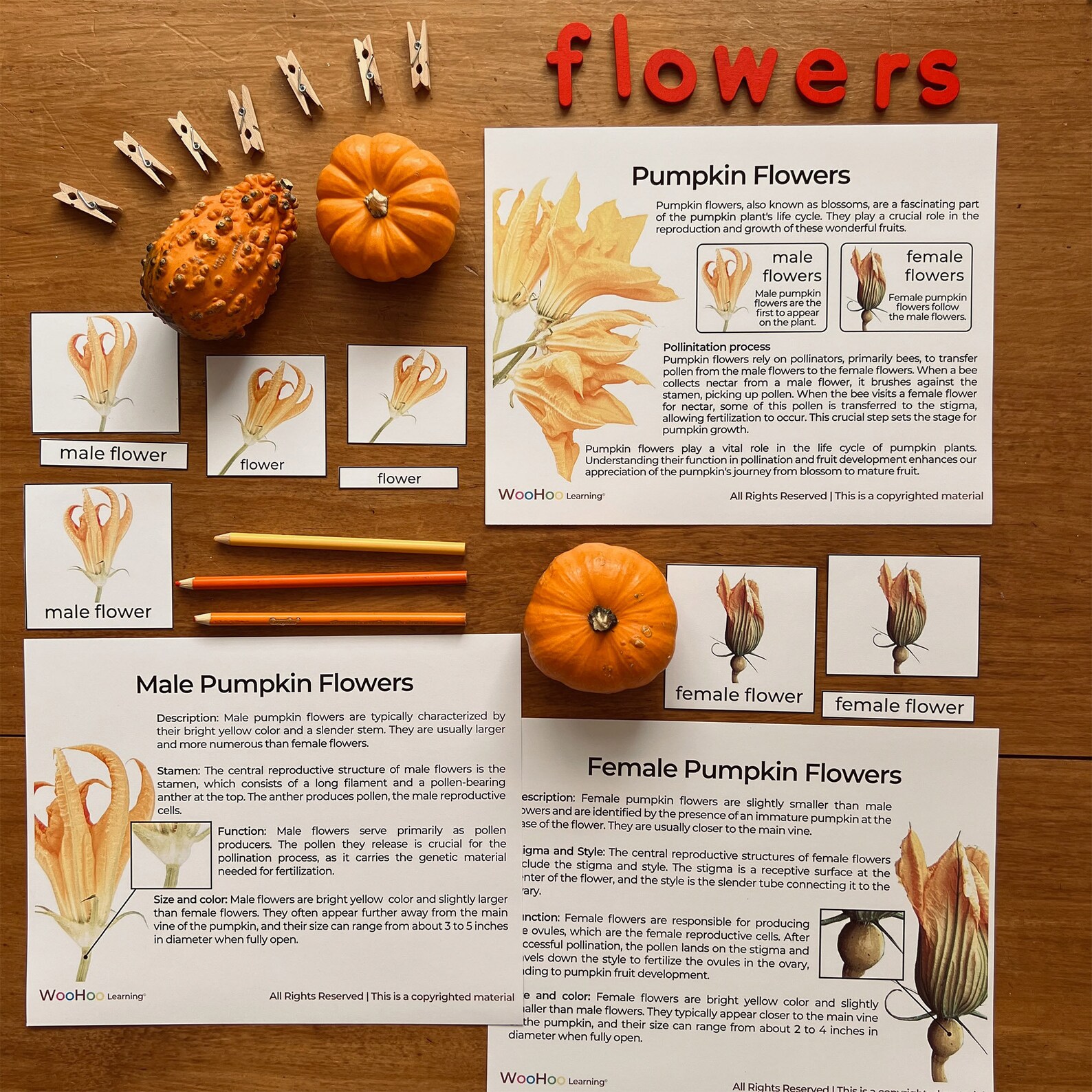 Pumpkin Unit Study Pumpkin Life Cycle Pumpkin Anatomy Montessori ...