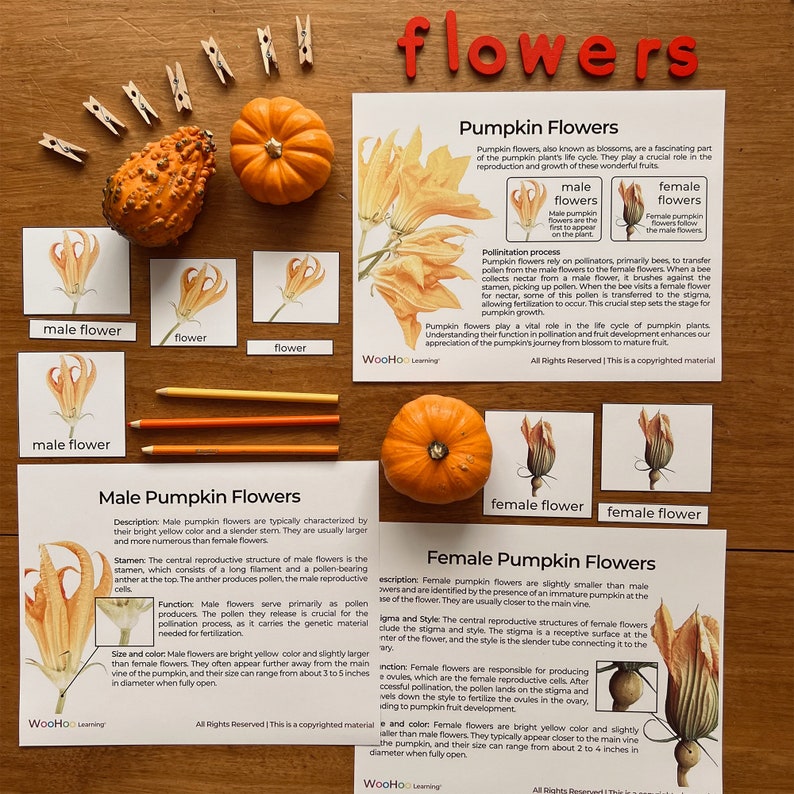 Pumpkin Unit Study Pumpkin Life Cycle Pumpkin Anatomy Montessori ...