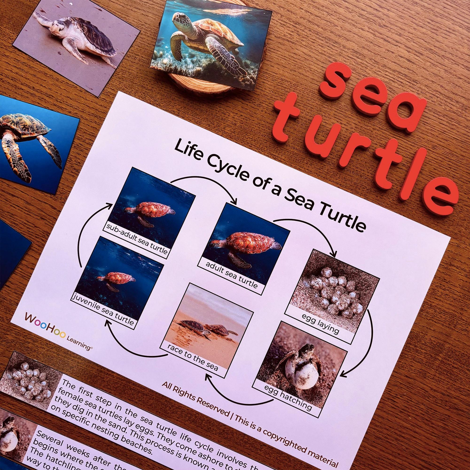 Sea Turtle Life Cycle of a Sea Turtle All About Sea Turtles Sea Turtle ...