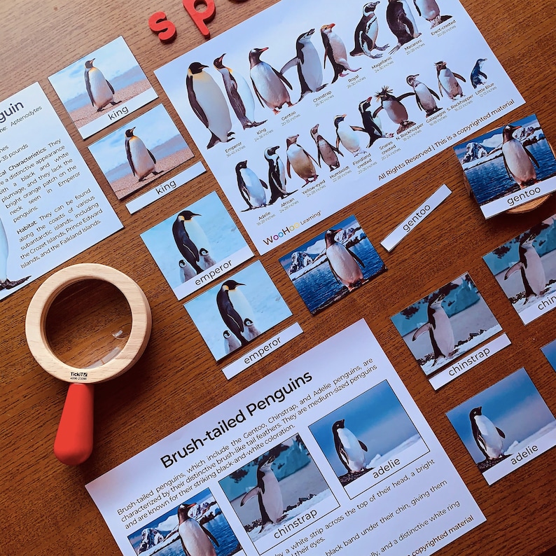 Penguin Species Penguin Identification Penguins Species Unit Study ...