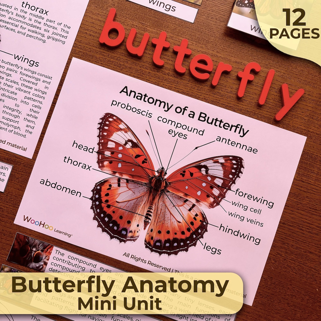 Butterfly Anatomy Unit Butterfly Parts Butterfly Nature Study Parts of ...
