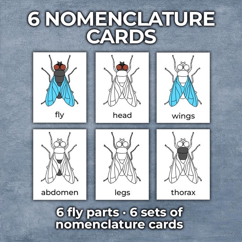 Fly Insect Nomenclature Parts of a Fly Anatomy Parts of a Fly ...