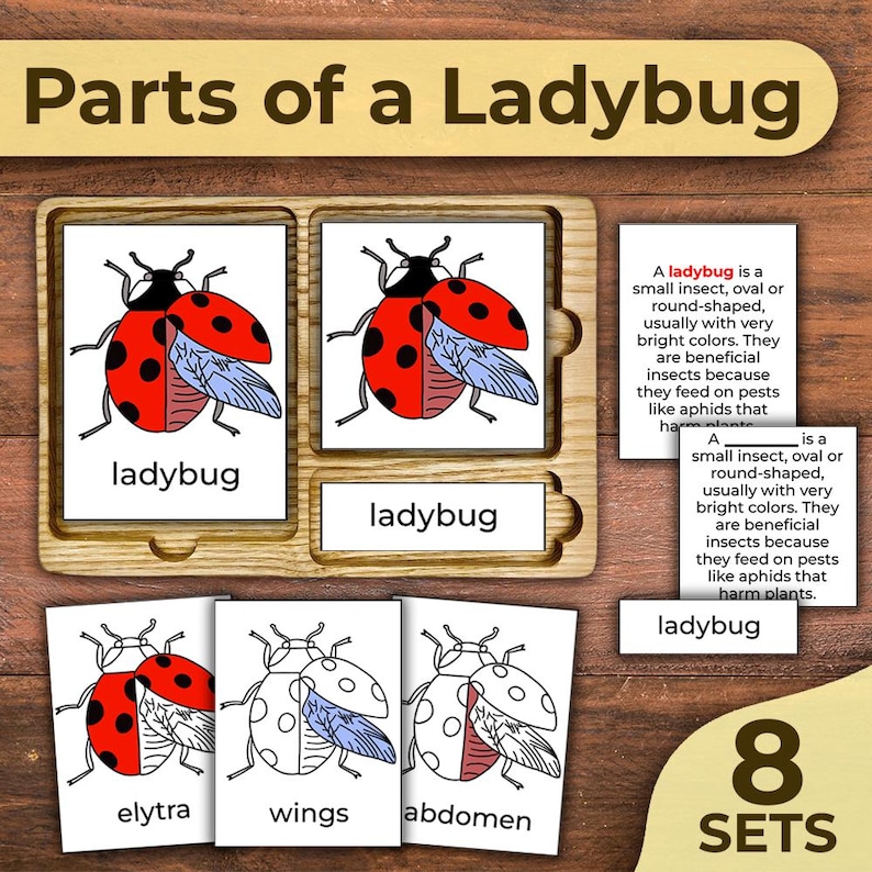 Parts of a Ladybug the Body Parts of a Ladybug Anatomy Parts Ladybug ...
