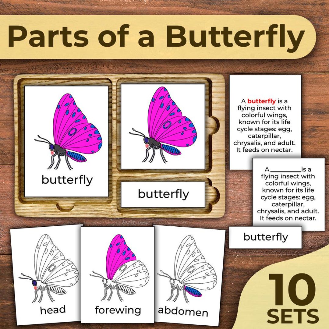 Parts of a Butterfly the Body Parts of a Butterfly Anatomy Parts ...