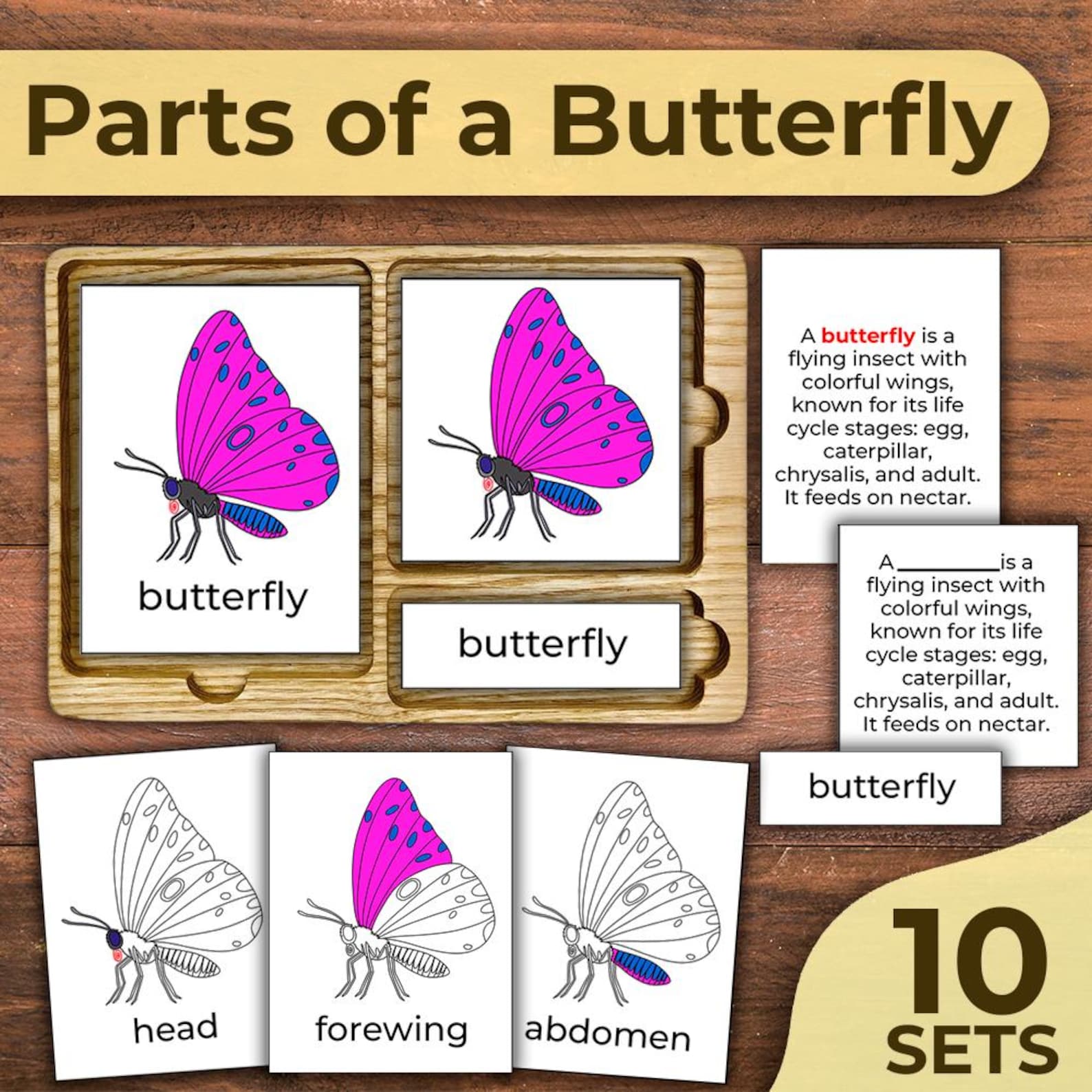 Parts of a Butterfly the Body Parts of a Butterfly Anatomy Parts ...