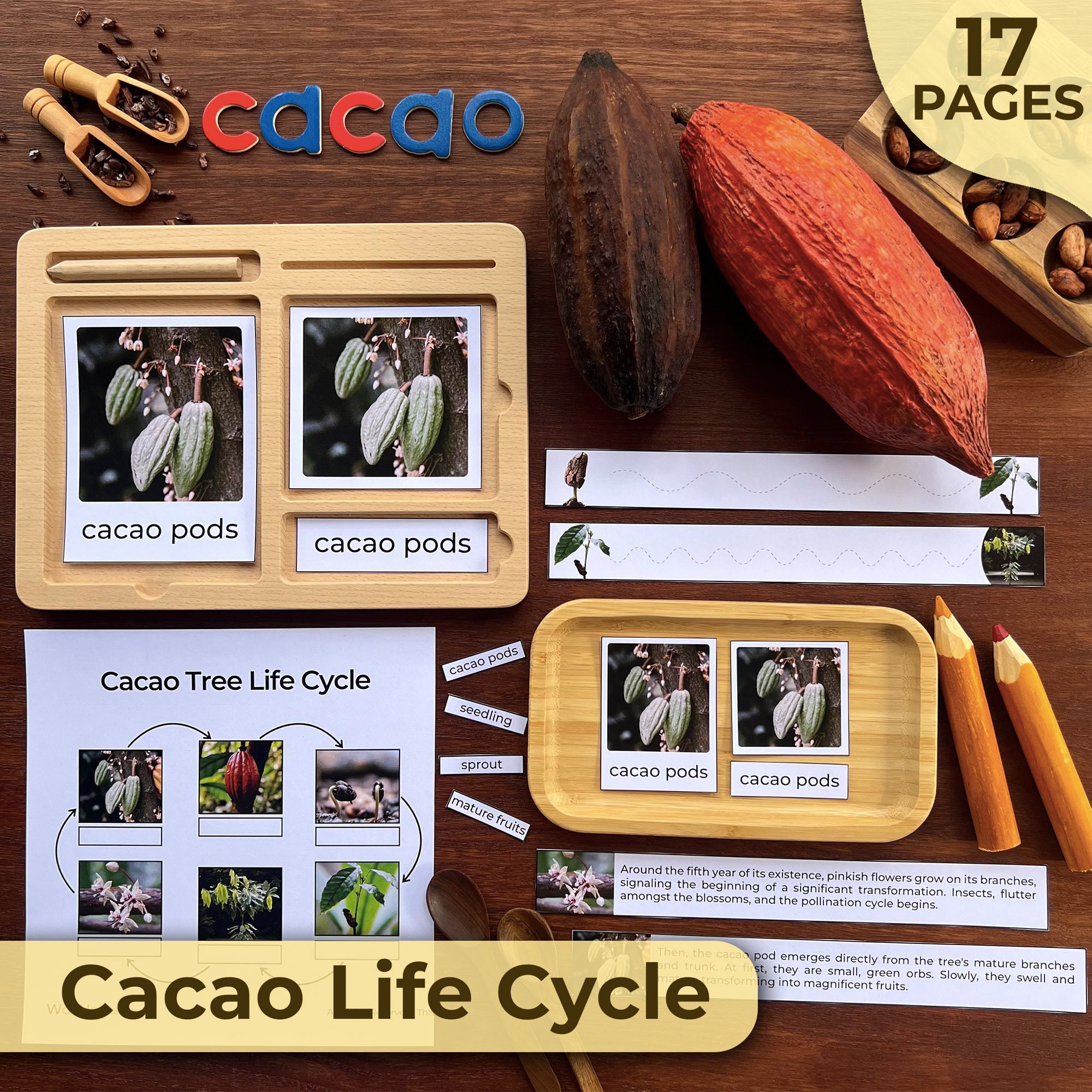 Cacao Tree Life Cycle Cacao Plant Life Cycle Cacao Life Cycle Printable ...